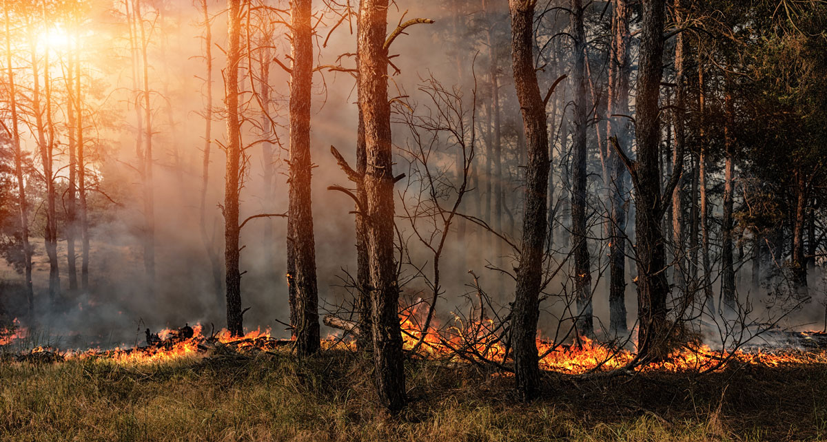 Was Sie über Waldbrände wissen sollten