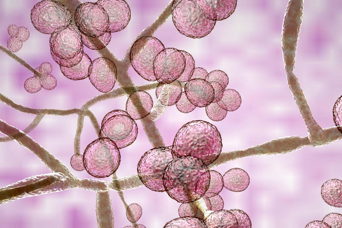 WHO äußert Sorge über 19 gefährliche Pilzerreger