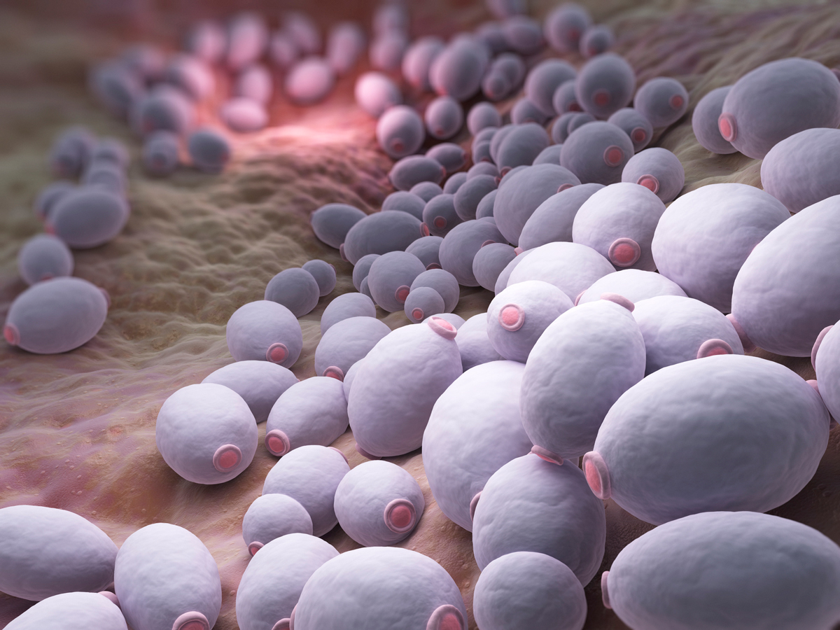 Candida albicans trickst sie alle aus