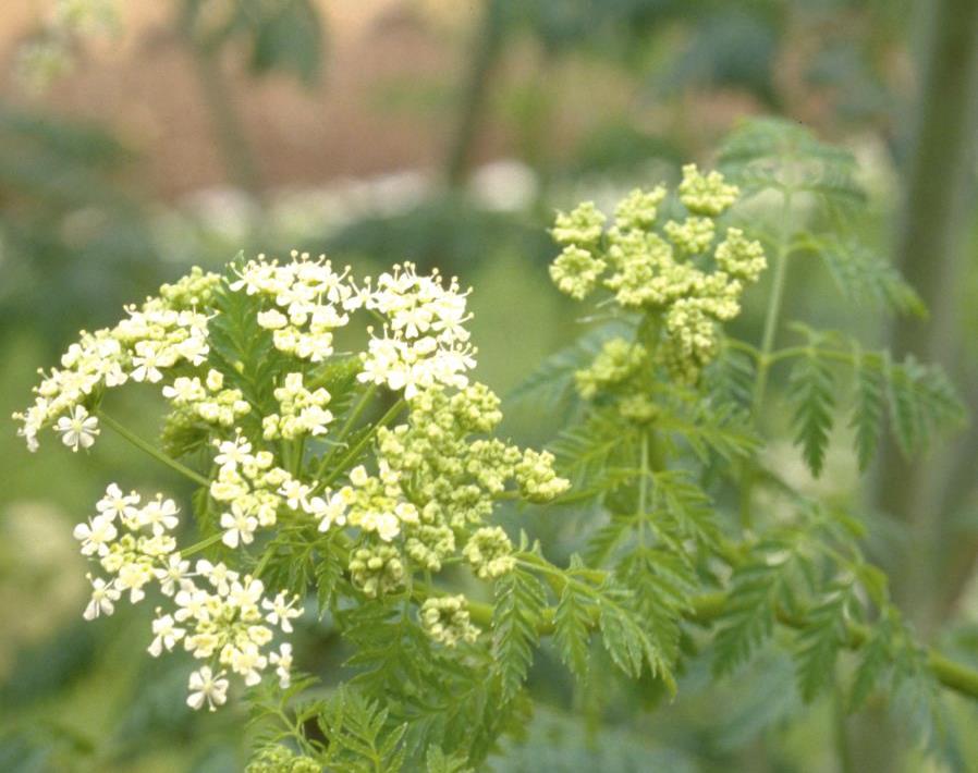 Gefleckter Schierling