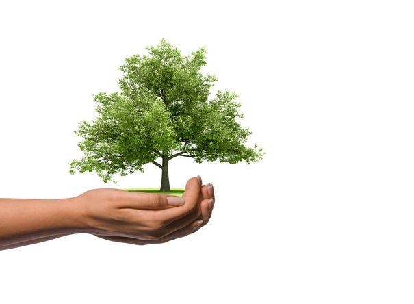 Grüner Baum statt Bio-Siegel