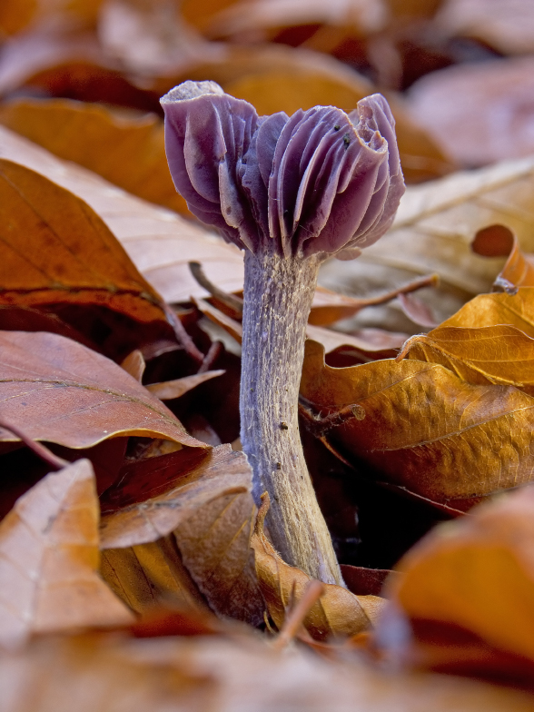 Muscarin- Rezeptoren Teil 1