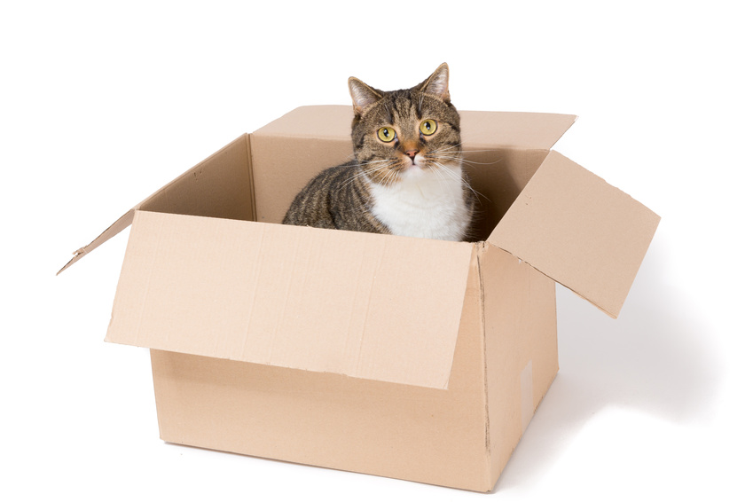 Die Katze im Karton
